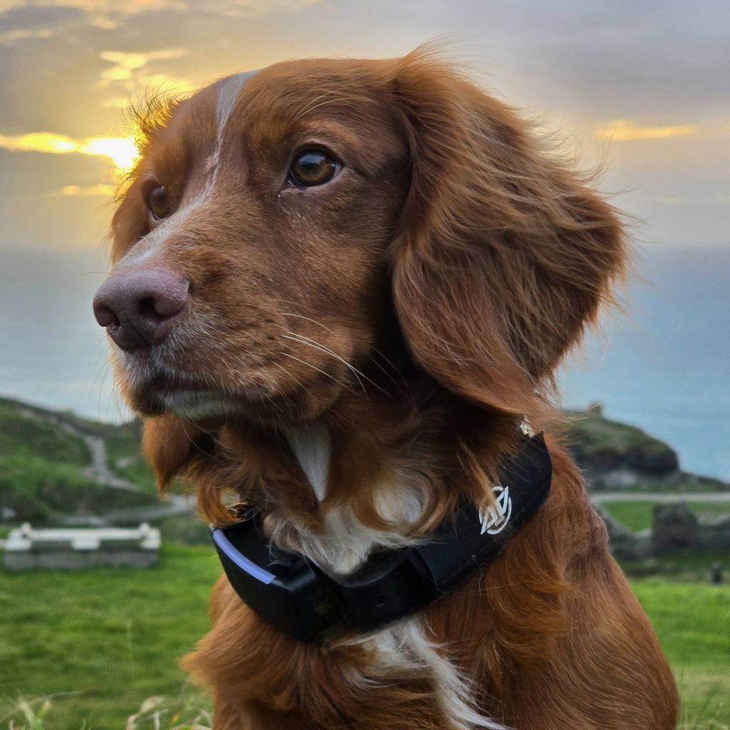 Natural Pain Relief & Anxiety Reduction for Dogs | MOJO Dog Patches ...